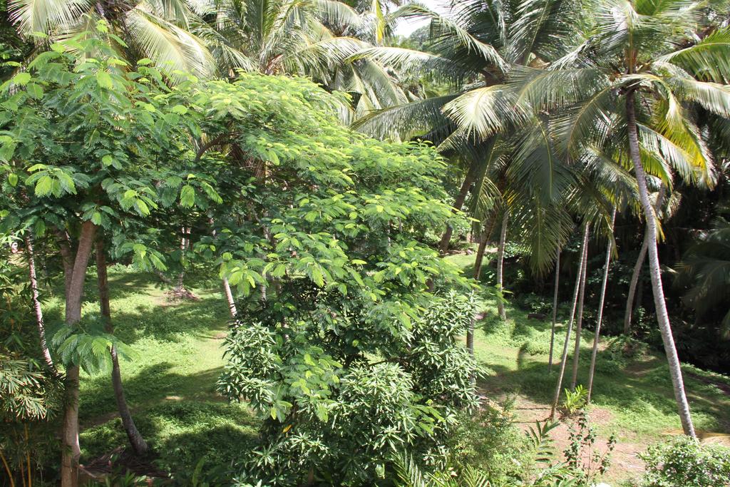 Neptune Bay Hotel 2* - Шрі-Ланка - Ola Travel